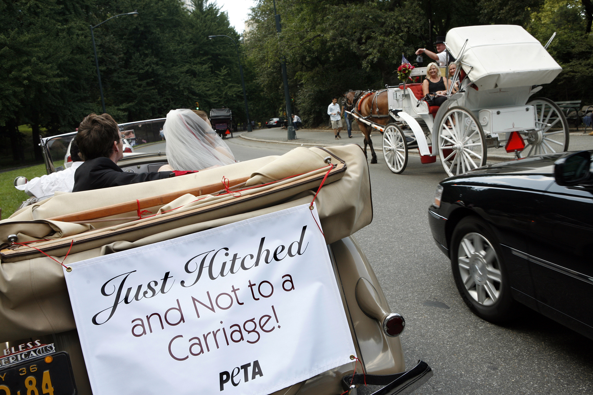 Newlywed PETA activists promote horseless carriages | News, Sports ...